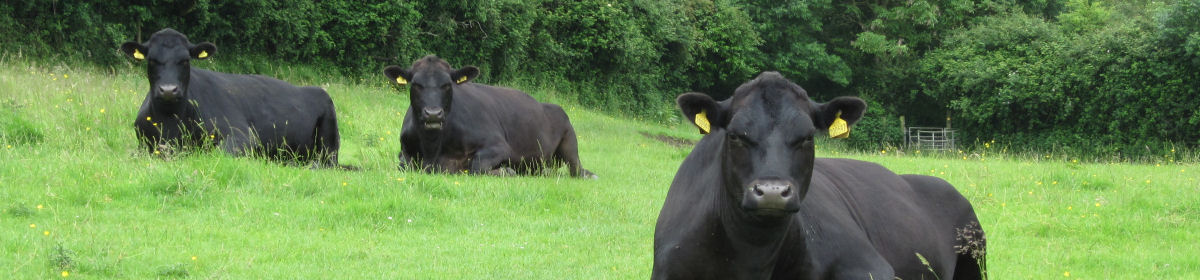 cows - Marshfield CLT